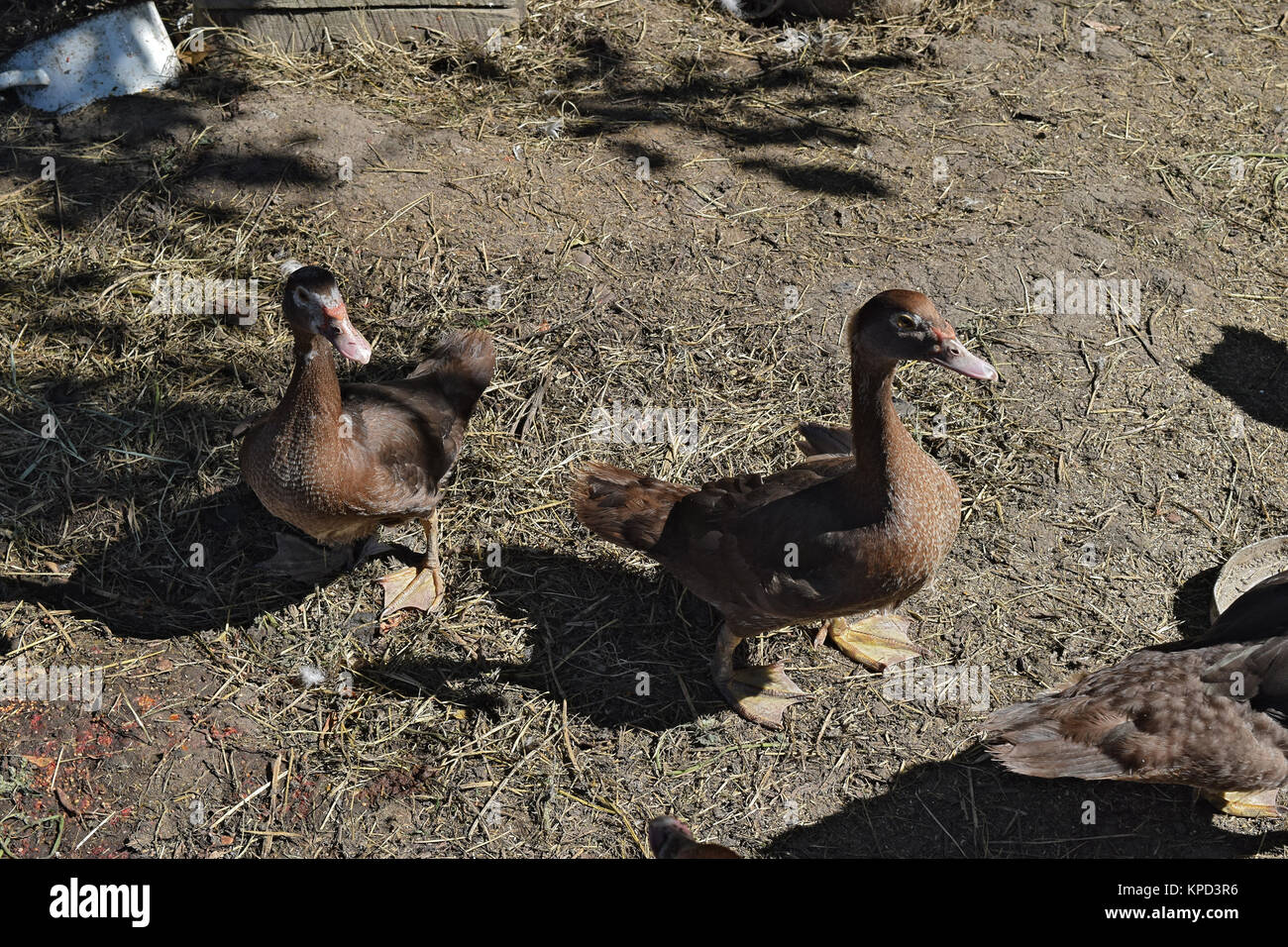 The musky duck Stock Photo - Alamy