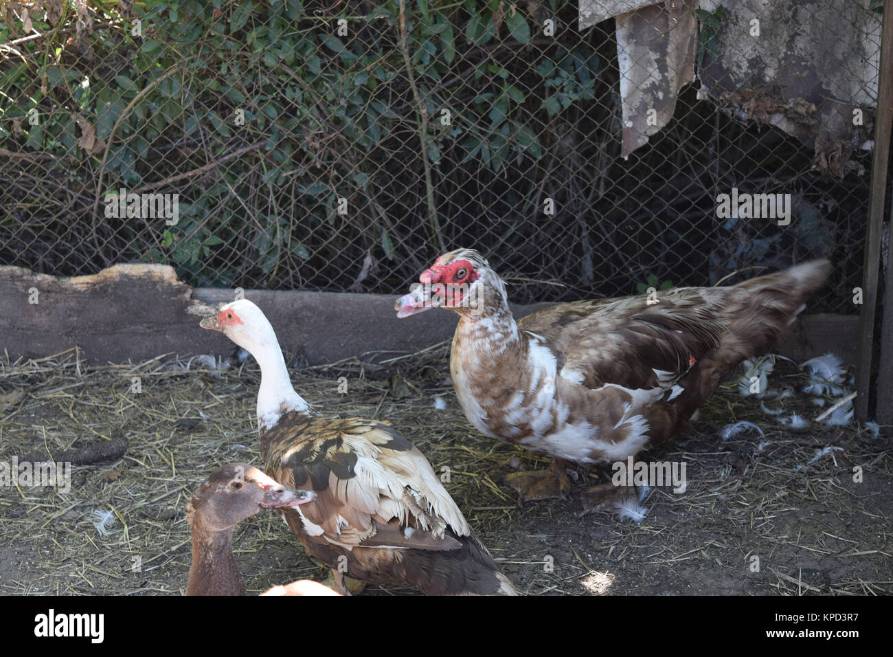 The musky duck Stock Photo - Alamy