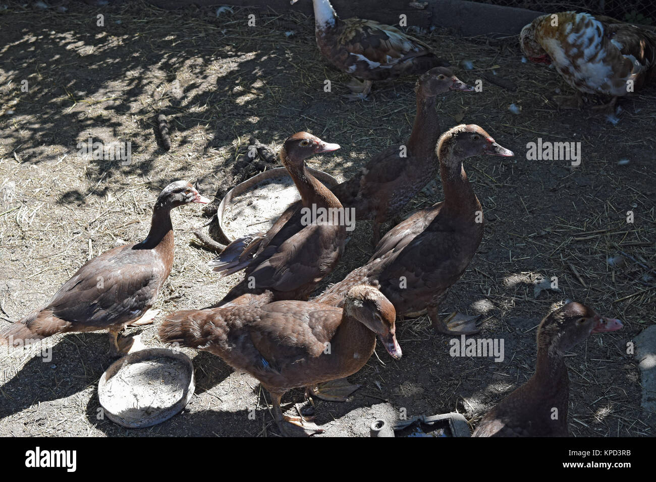 The musky duck Stock Photo - Alamy