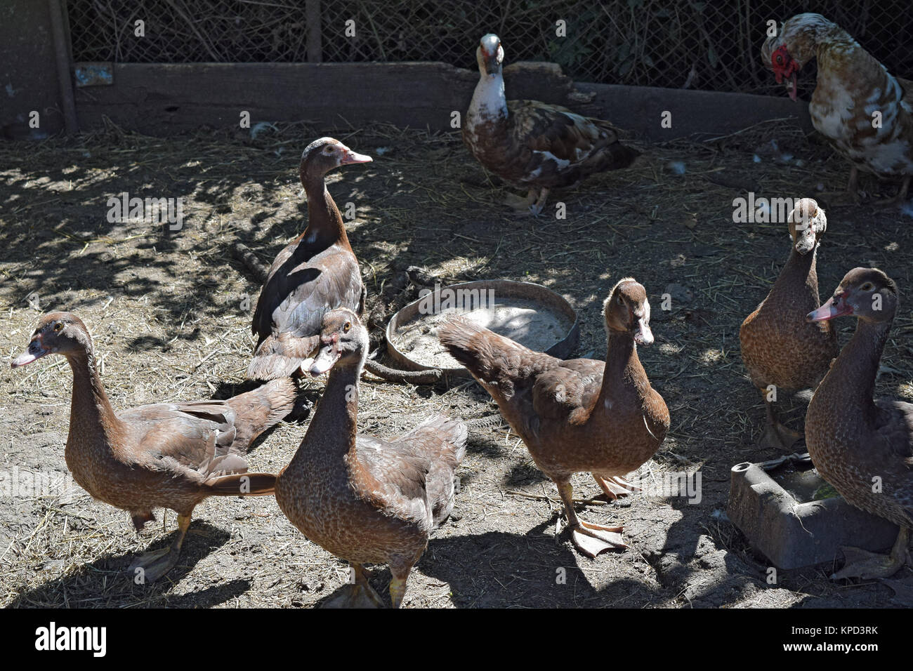 The musky duck Stock Photo - Alamy