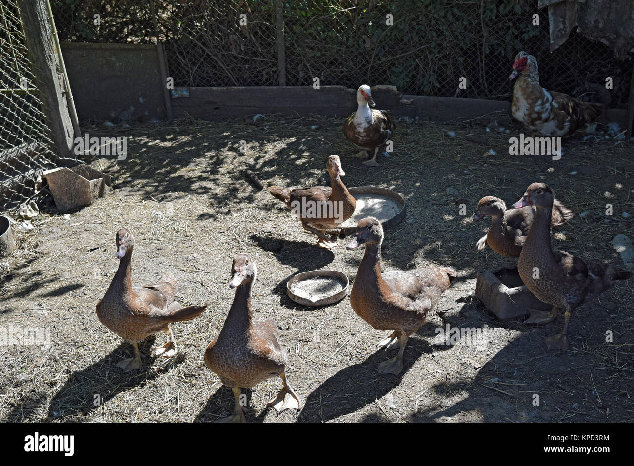 The musky duck Stock Photo - Alamy