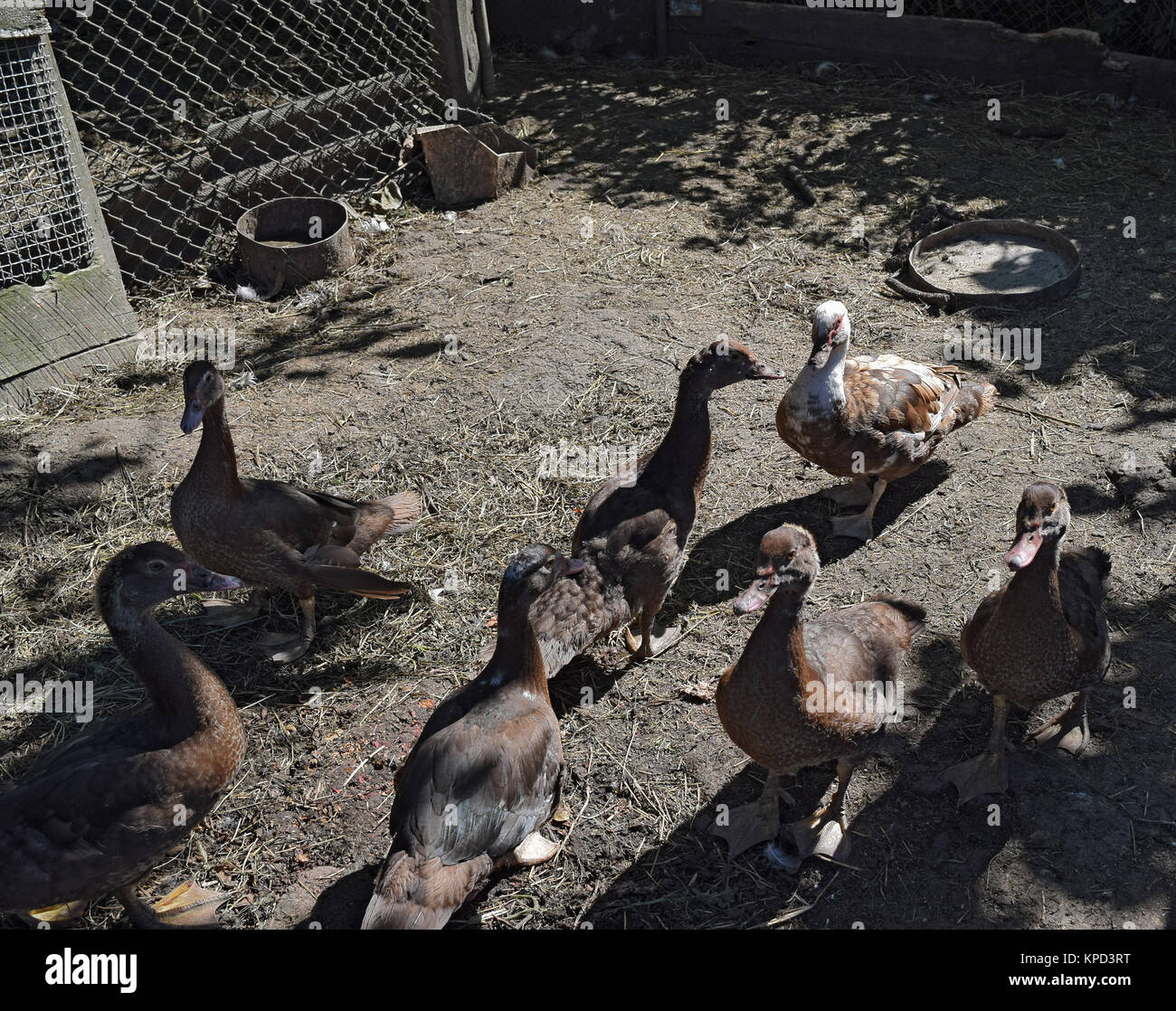 The musky duck Stock Photo - Alamy