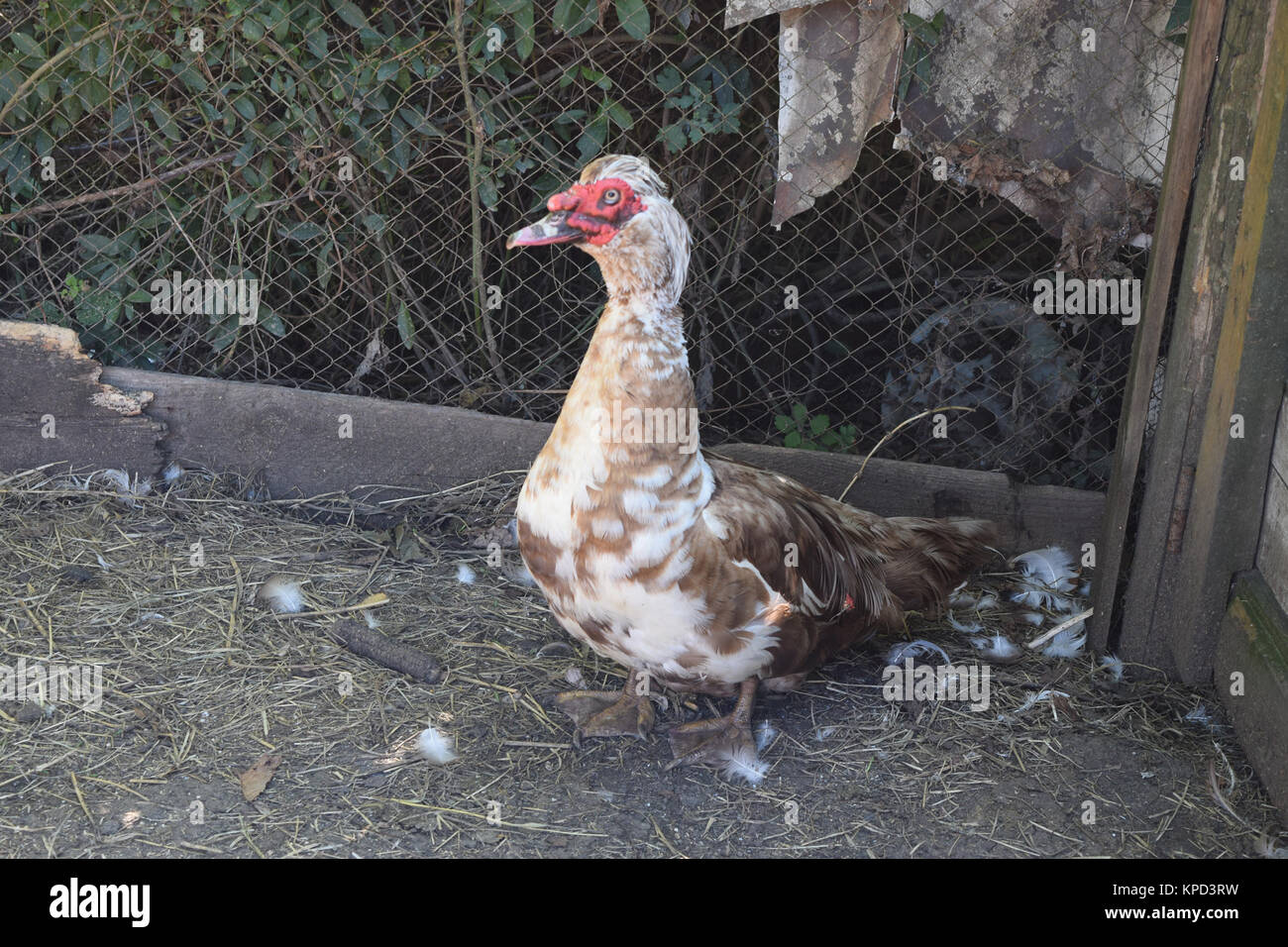 The musky duck Stock Photo - Alamy