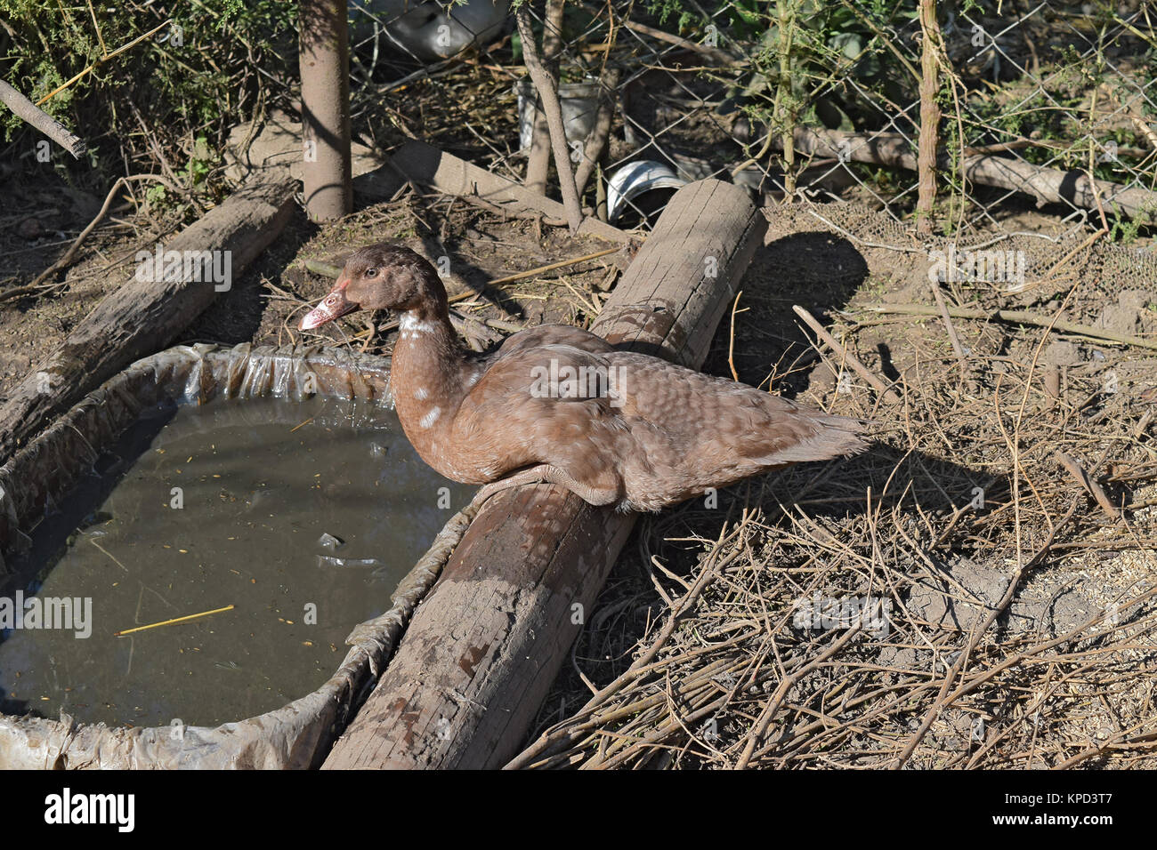 Grey muscovy duck hi-res stock photography and images - Alamy