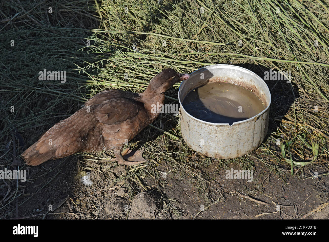 The musky duck Stock Photo - Alamy