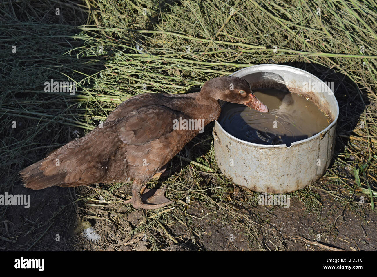 The musky duck Stock Photo - Alamy