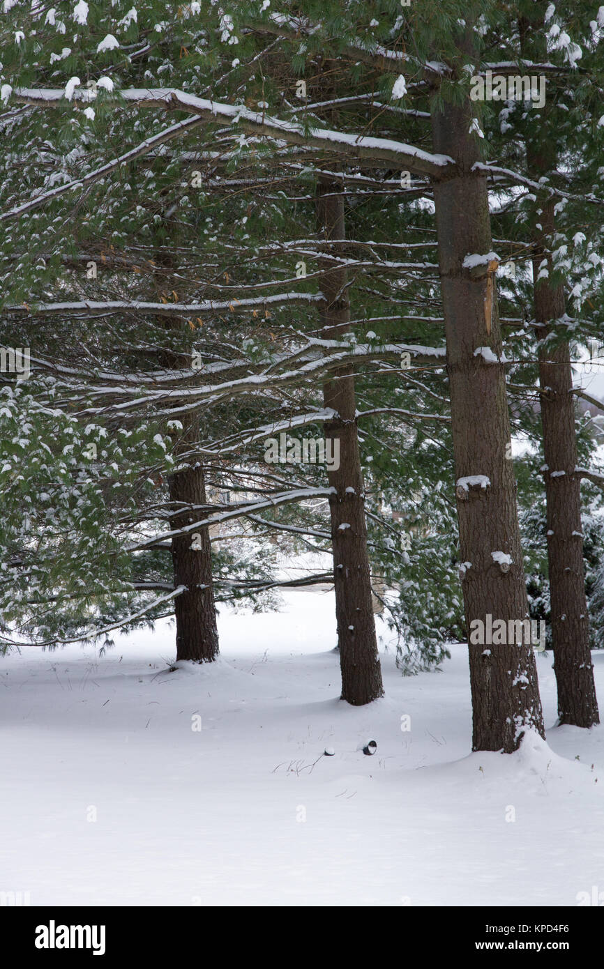 White Pine trees in the snow Stock Photo - Alamy