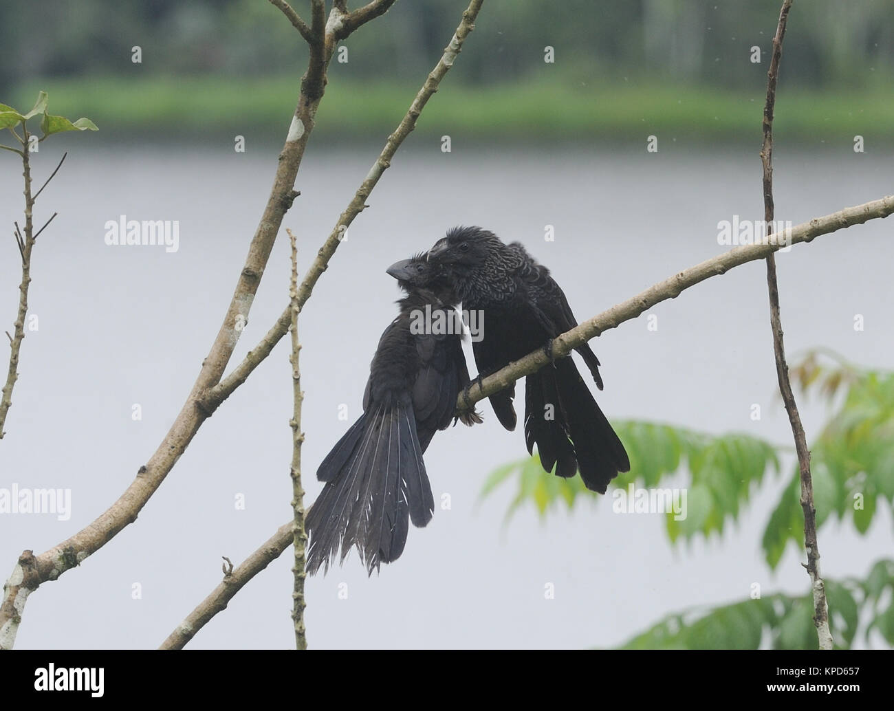 Smooth billed ani bird hi-res stock photography and images - Alamy