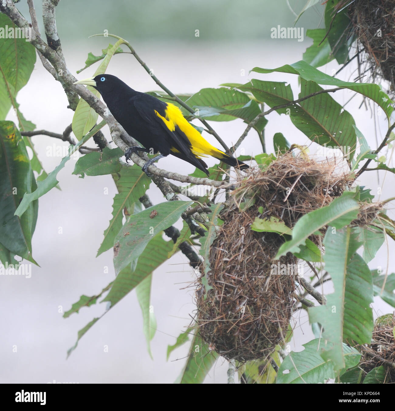 Oropendola bird nest hi-res stock photography and images - Alamy