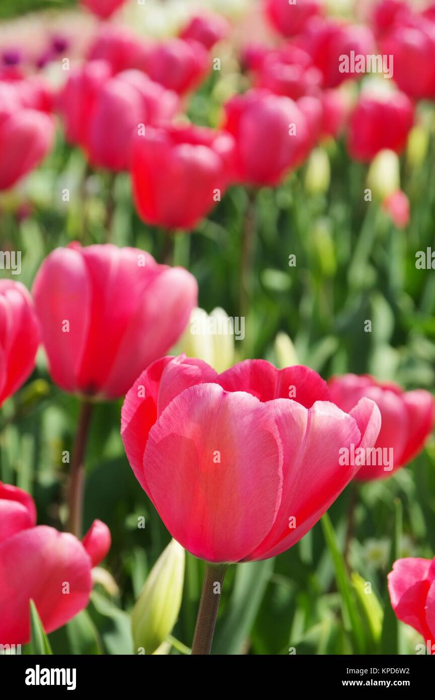 Tulpe rot - tulip red 24 Stock Photo - Alamy