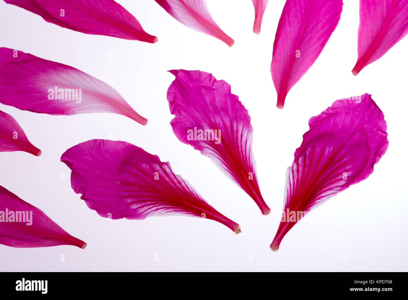 flower pink petals Stock Photo - Alamy