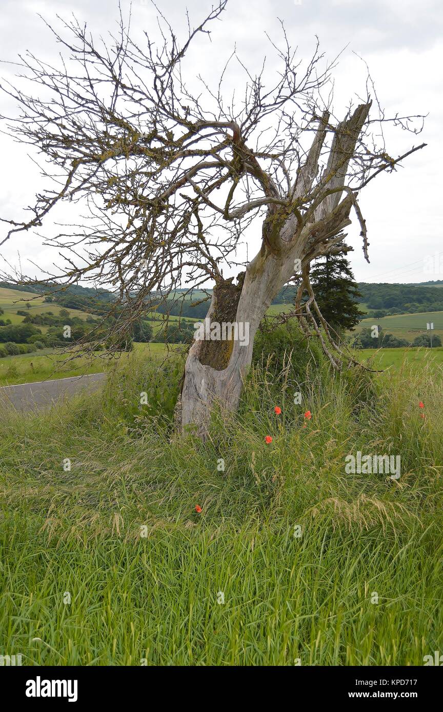 Pear tree hollow hi-res stock photography and images - Alamy