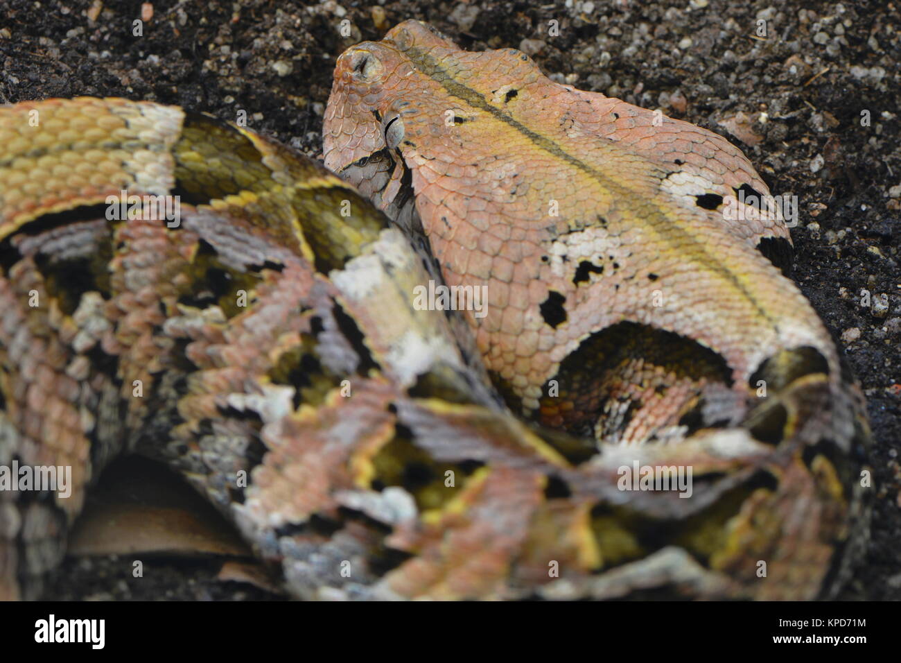 Gabon viper hi-res stock photography and images - Alamy