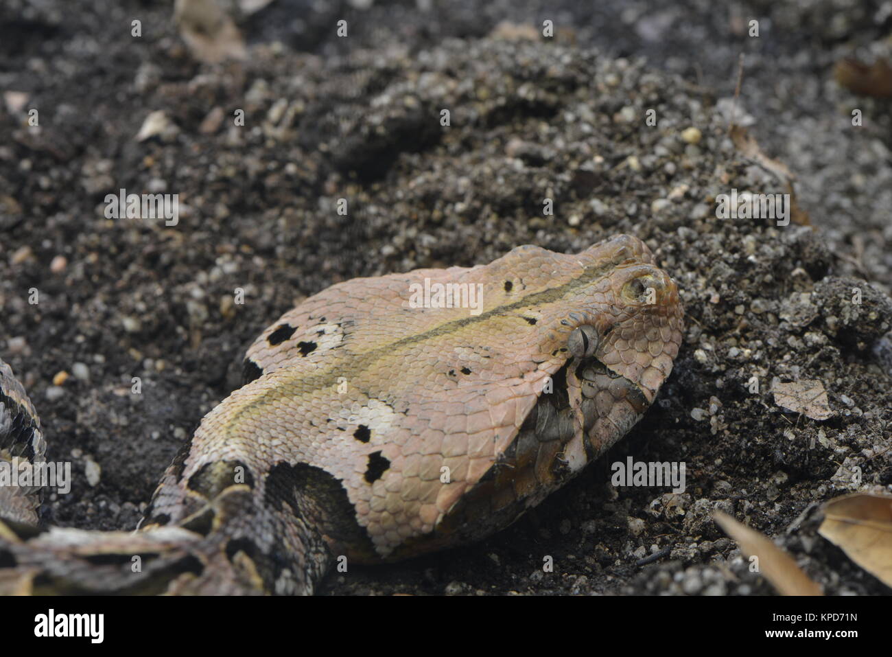Real vipers hi-res stock photography and images - Alamy