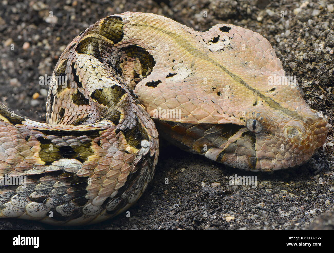 Real vipers hi-res stock photography and images - Alamy