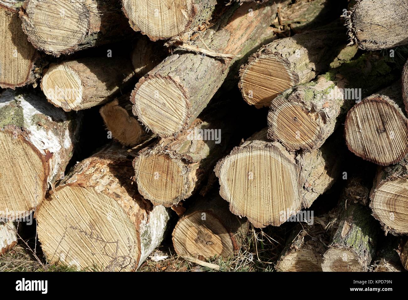 sawed-off tree trunks at the forest edge Stock Photo - Alamy