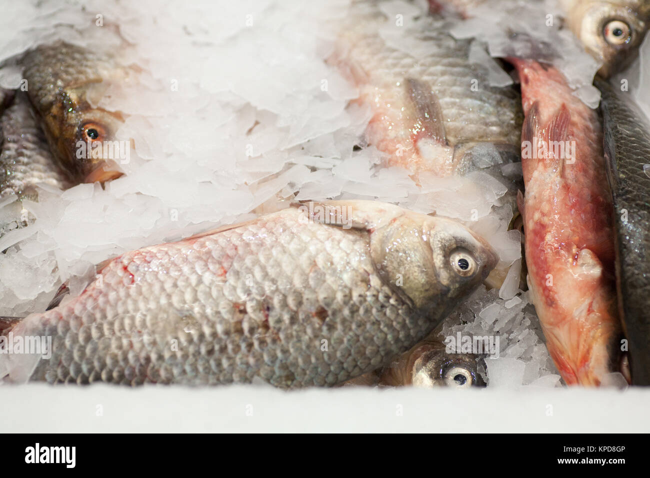 Frozen ice-cold fish in the store Frozen fish. Freshfish market. Gilt ...