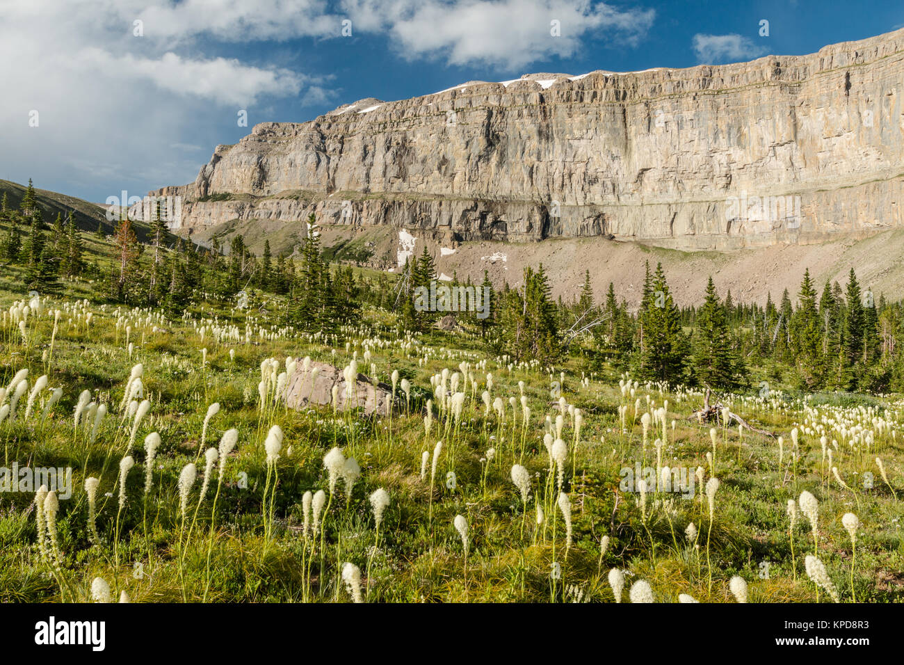 The scapegoat hi-res stock photography and images - Alamy