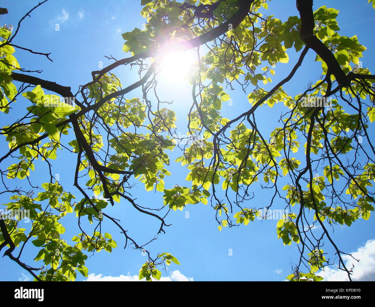 green leaves in spring Stock Photo - Alamy