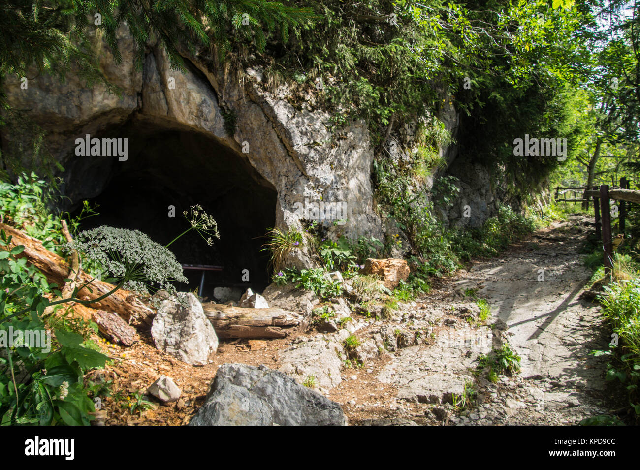 Tree cavern hi-res stock photography and images - Alamy