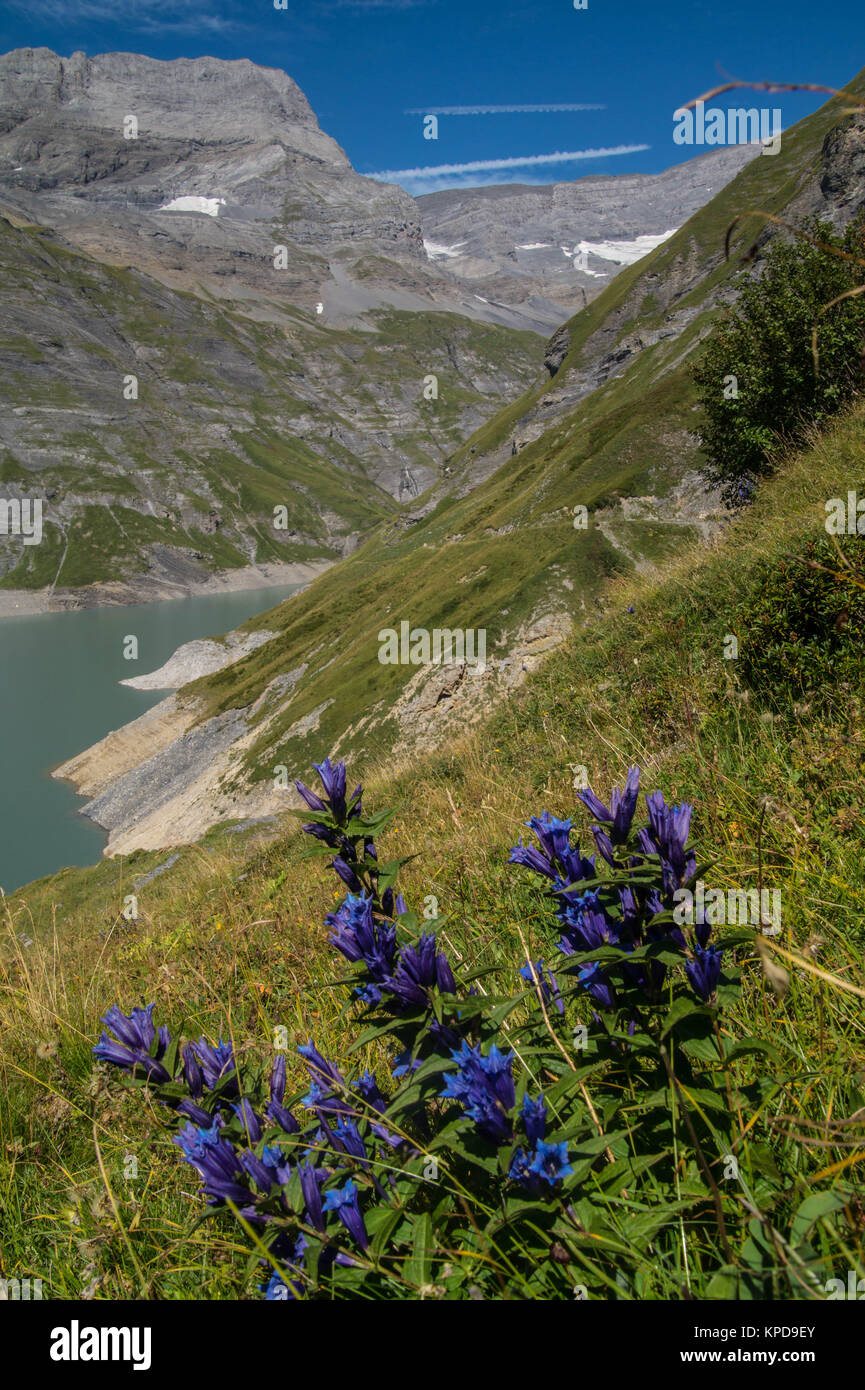 dam flower swiss Stock Photo - Alamy