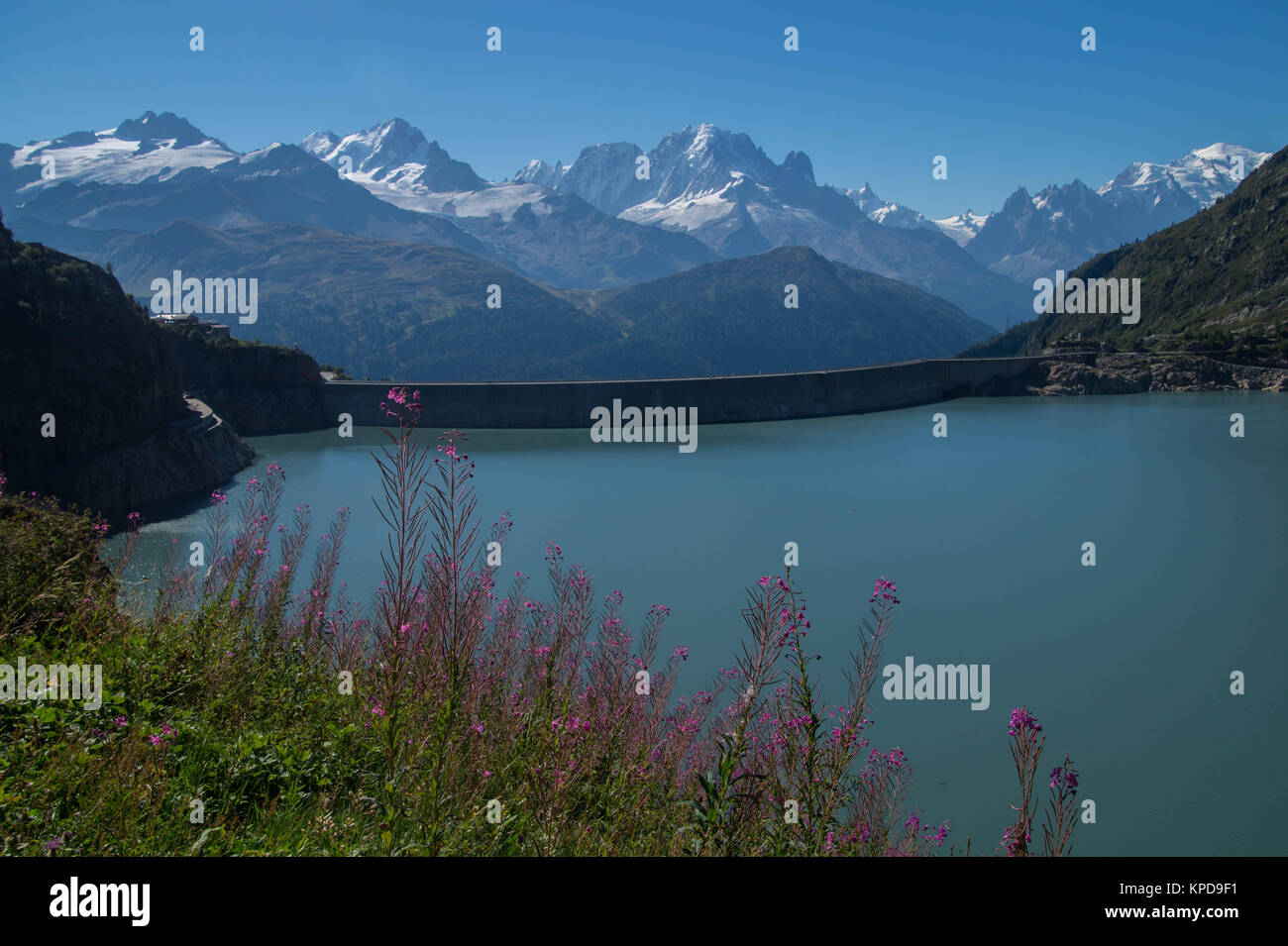 dam flower swiss Stock Photo - Alamy