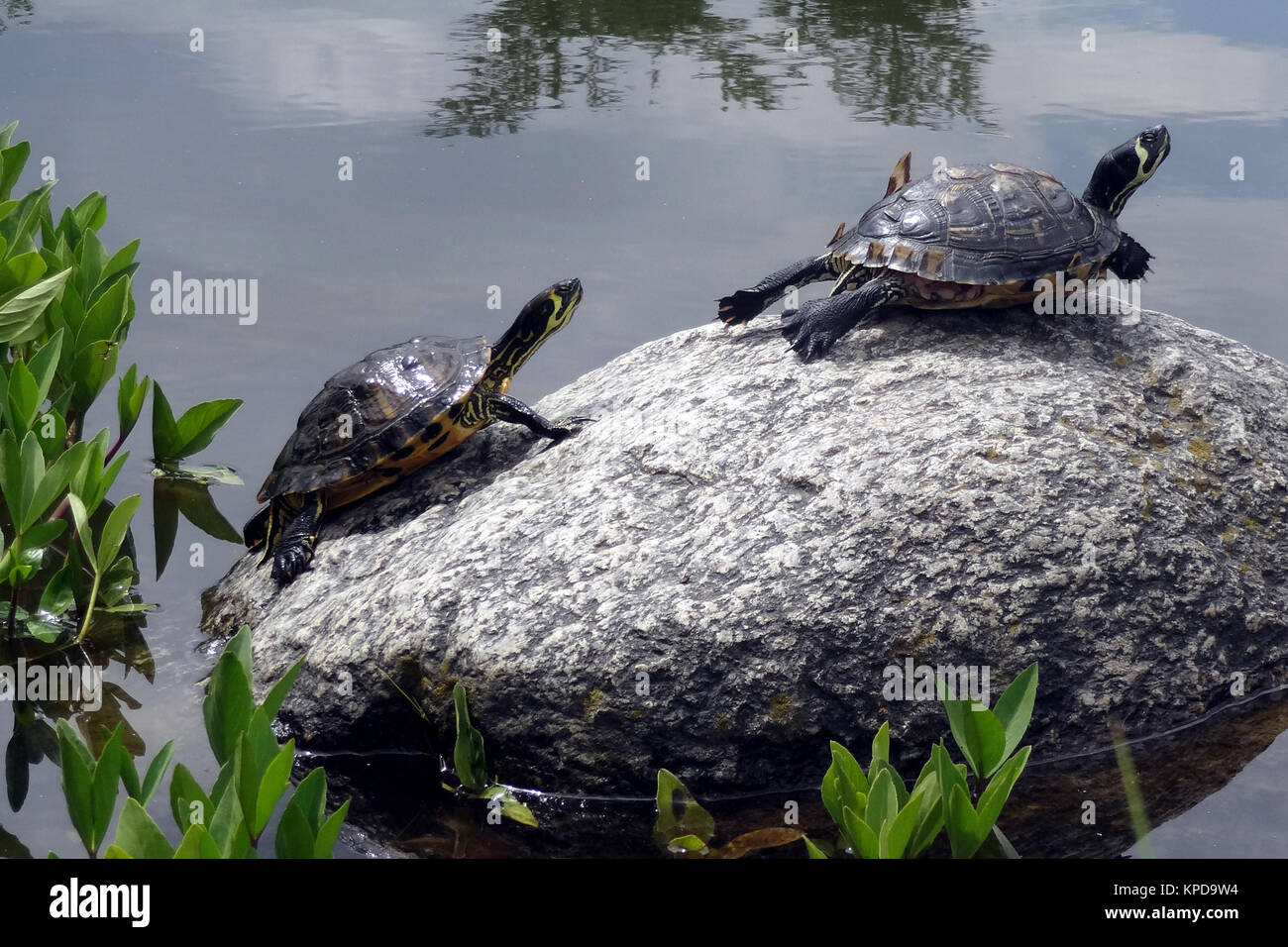 Fresh water turtles hi-res stock photography and images - Alamy
