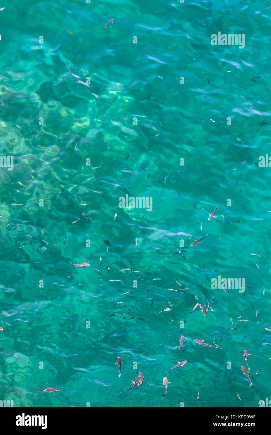 Many fish on the surface of the Alboran Sea in the Strait of Gibraltar ...