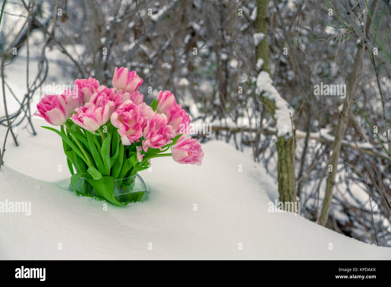 Fresh flowers in the snow Stock Photo - Alamy