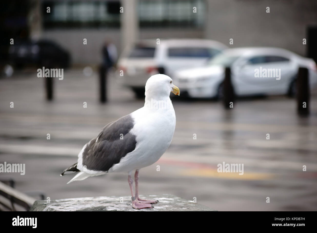 american herring gull Stock Photo - Alamy