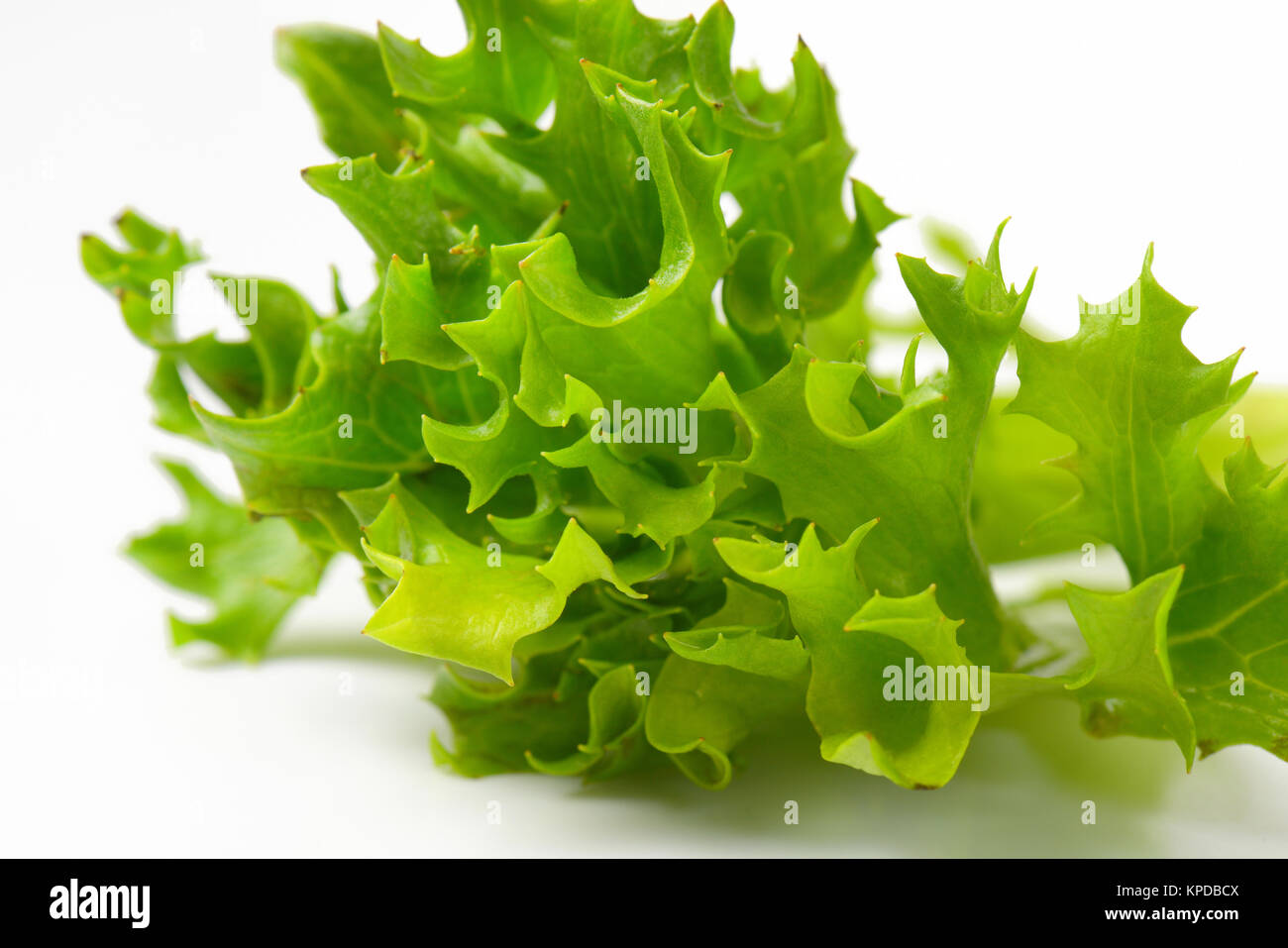 Lettuce Lollo Bionda Stock Photo - Alamy