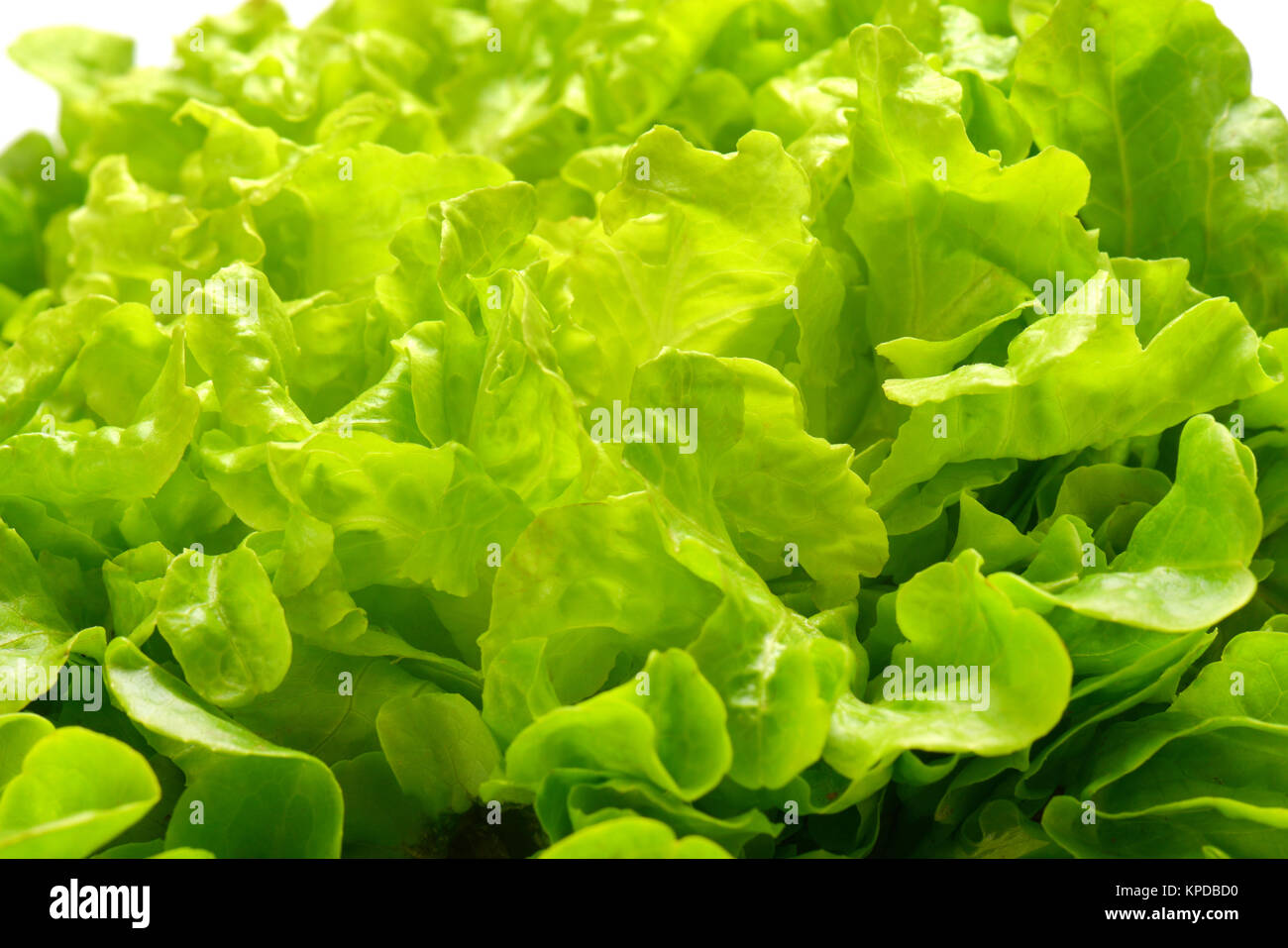 fresh Butterhead lettuce Stock Photo - Alamy