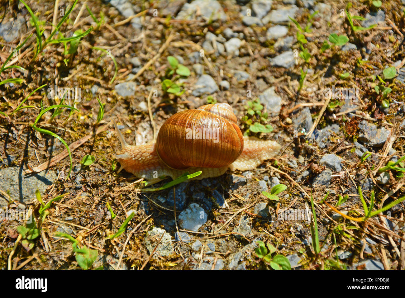 snail on trail Stock Photo - Alamy