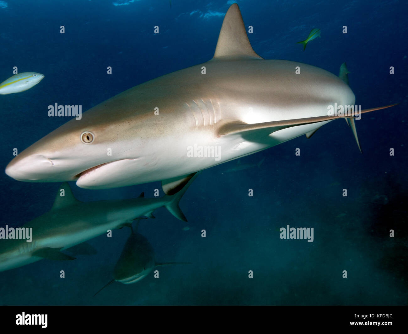 Sharks underwater hi-res stock photography and images - Alamy