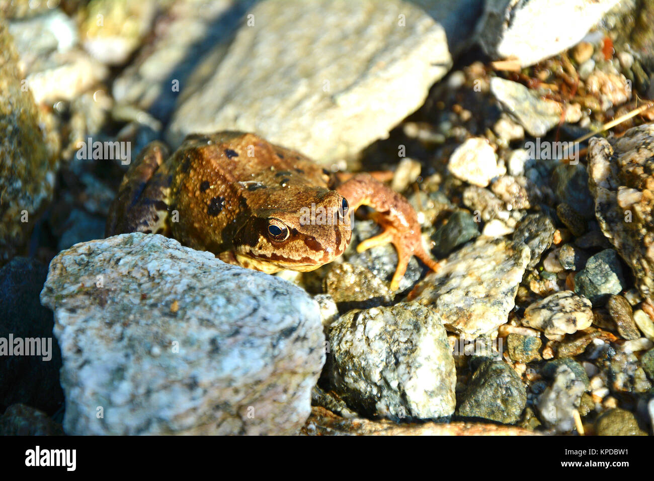 frog sitting on stones Stock Photo - Alamy