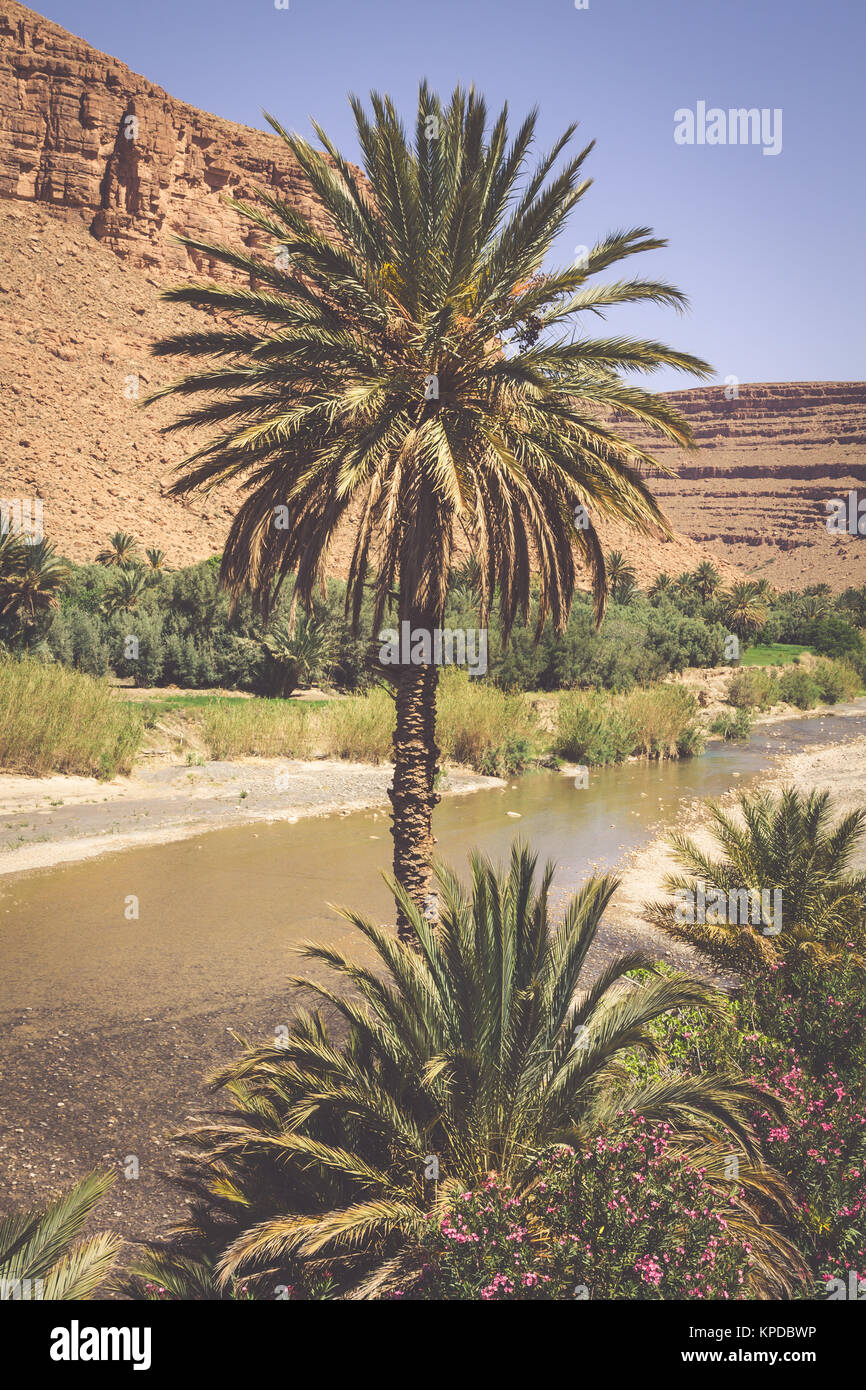 vegetation and water in the oasis of the morocco Stock Photo - Alamy