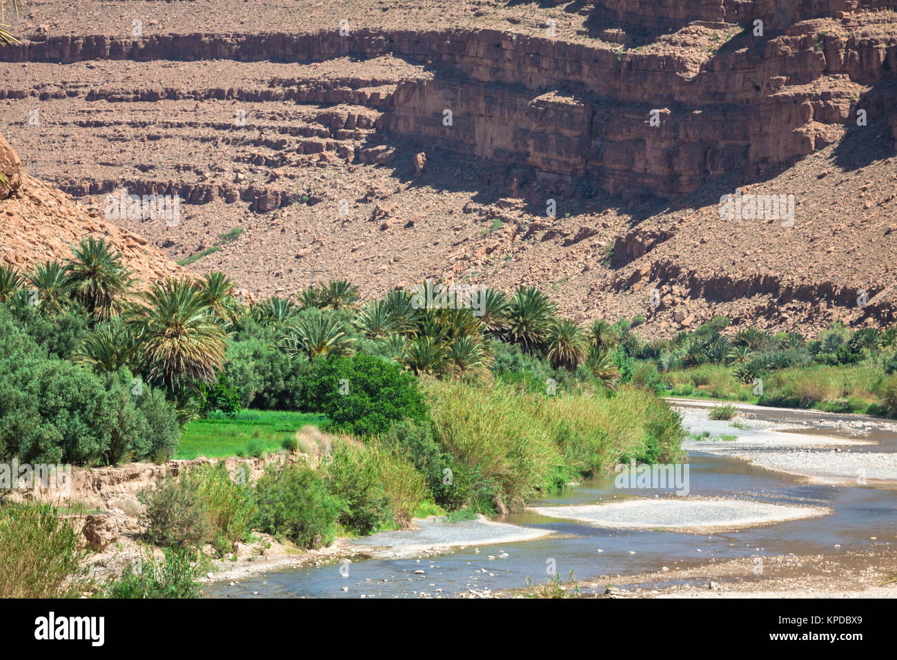 vegetation and water in the oasis of the morocco Stock Photo - Alamy