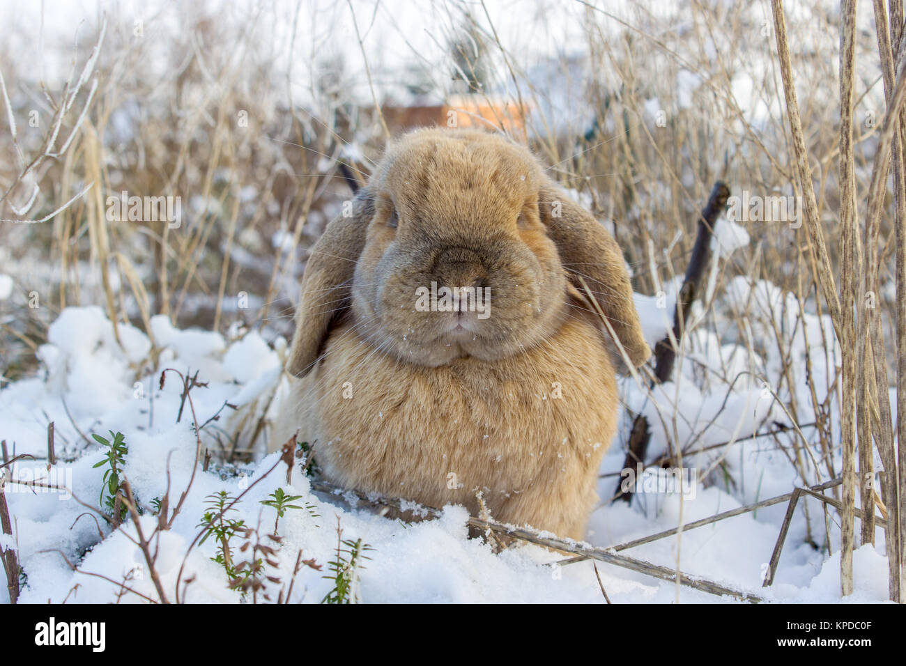 Aries Rabbit High Resolution Stock Photography and Images - Alamy