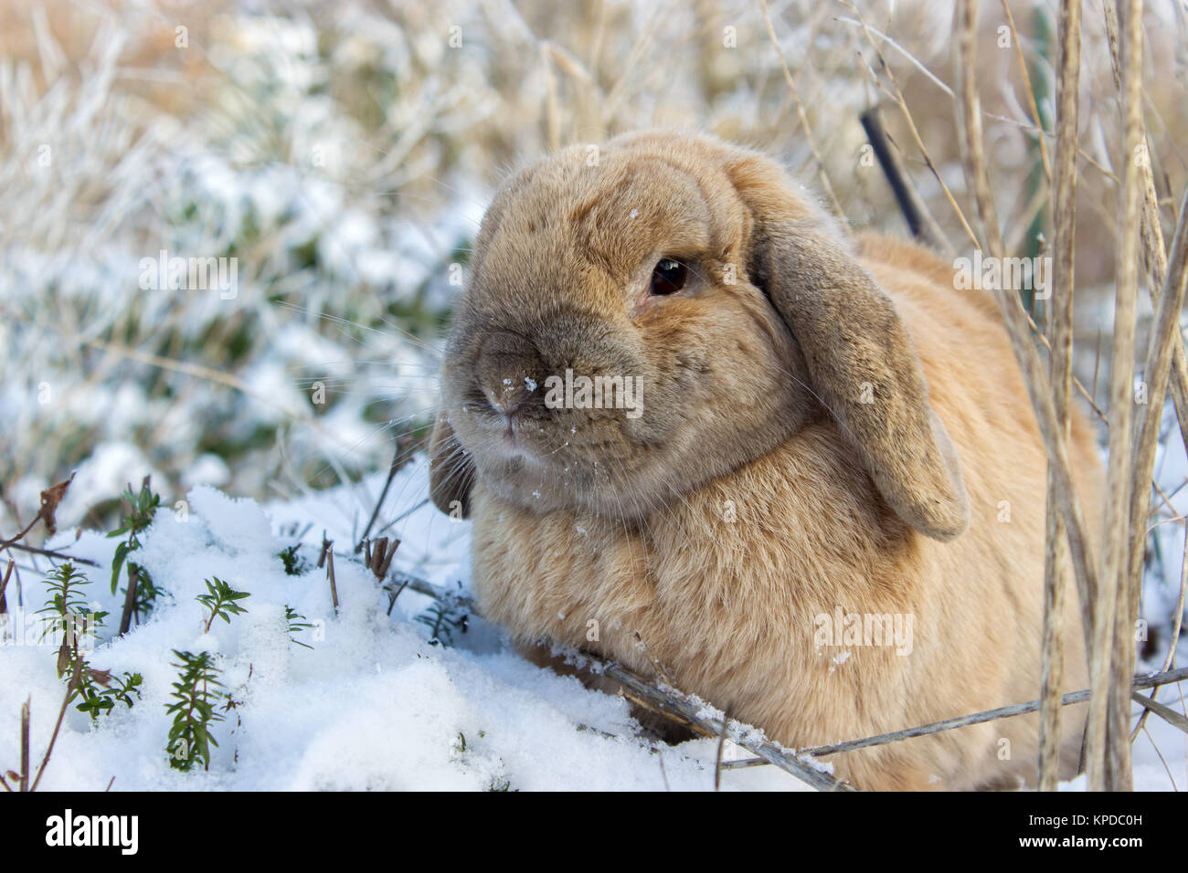 Brown dwarf rabbit hi-res stock photography and images - Alamy