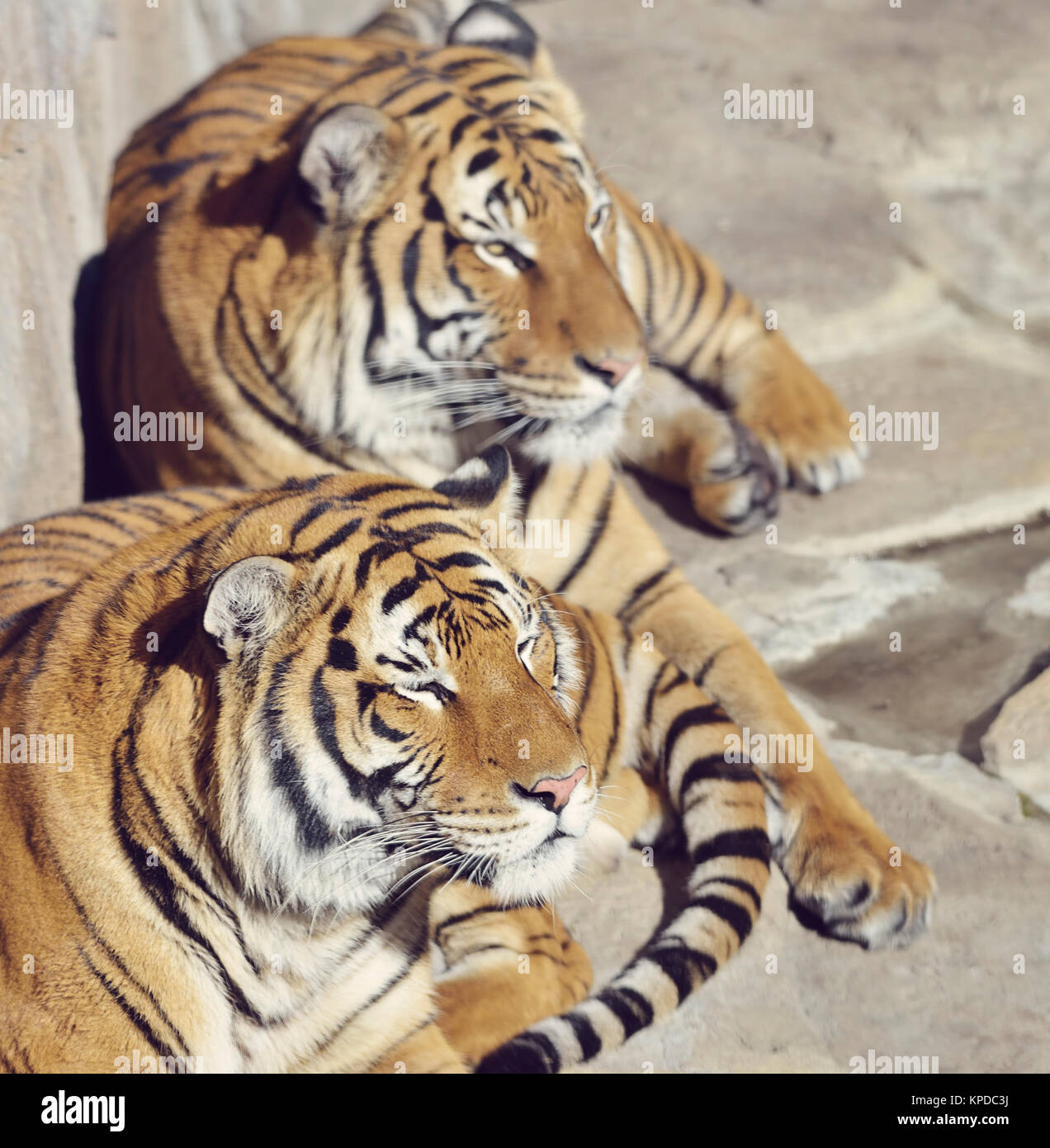 Two Resting Tigers on The Rocks Stock Photo - Alamy