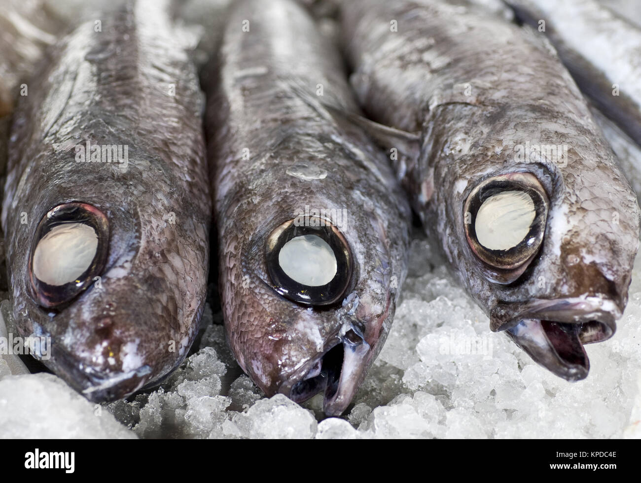 Fish on ice Stock Photo - Alamy