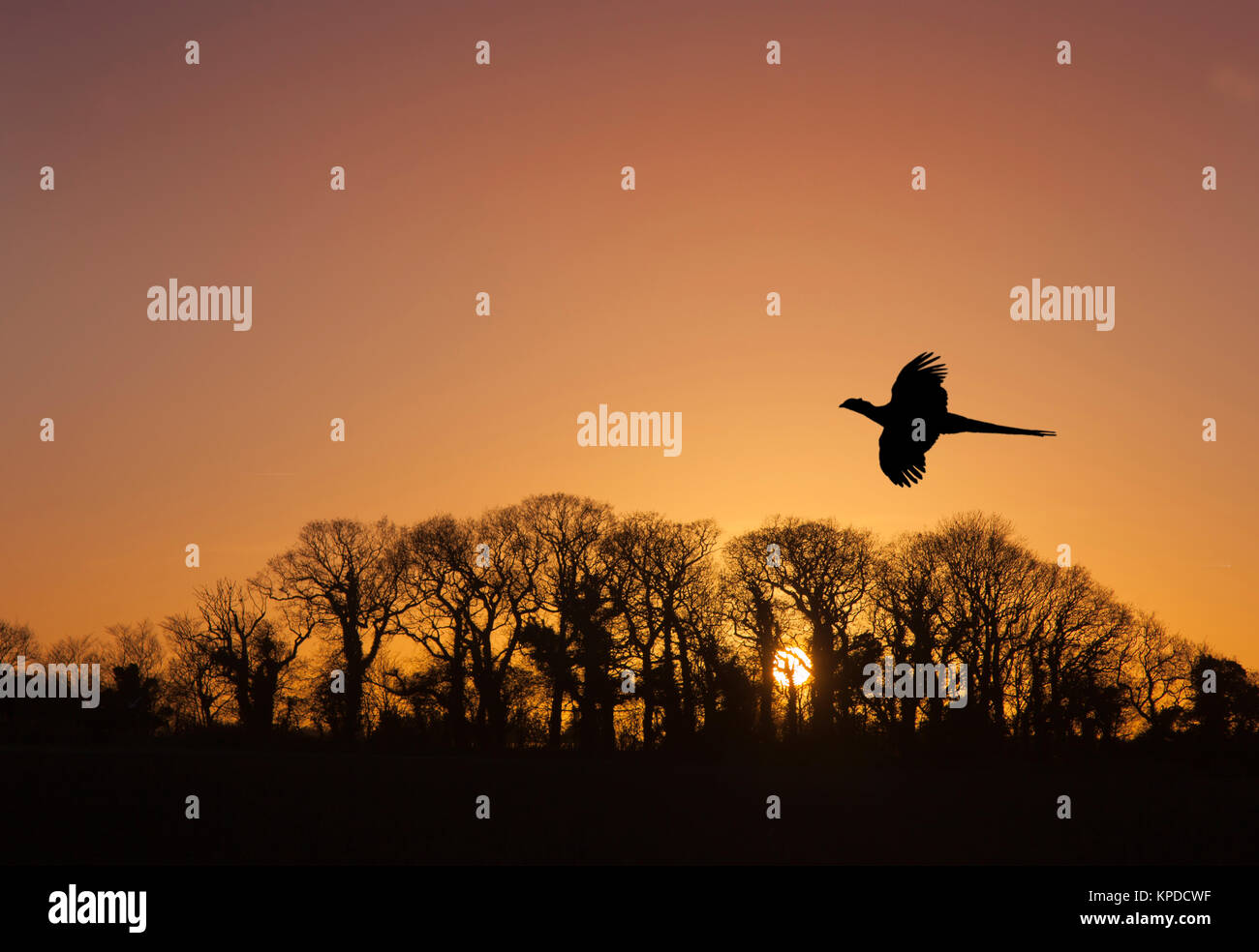 Flying pheasant bird hi-res stock photography and images - Alamy