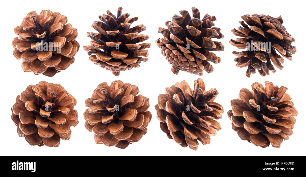 Fir cones isolated on white background closeup Stock Photo - Alamy
