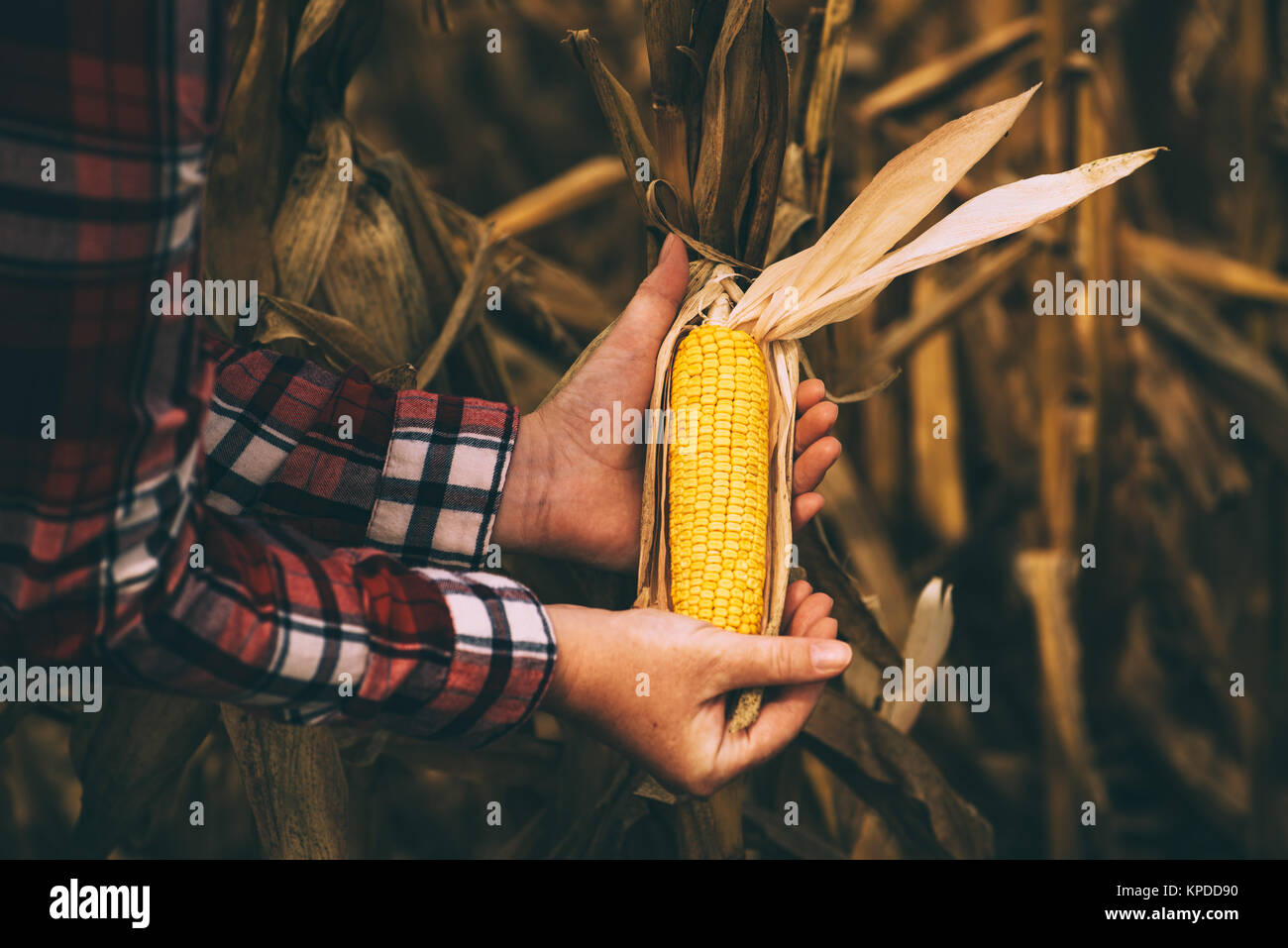 Farmer agronomist holding corn ear on the cob. Ripe maize ready for ...