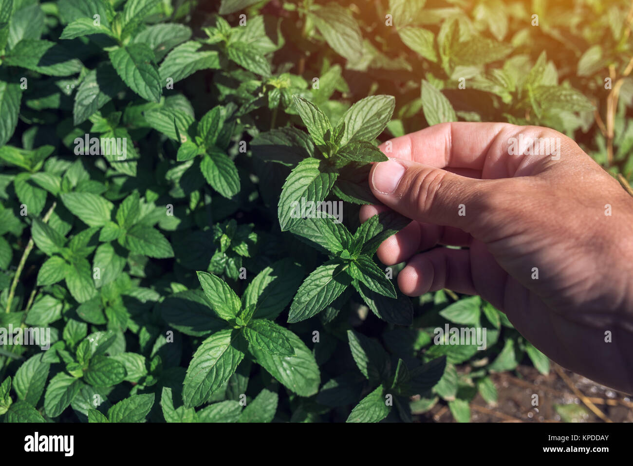 Farmer herbal garden hi-res stock photography and images - Alamy