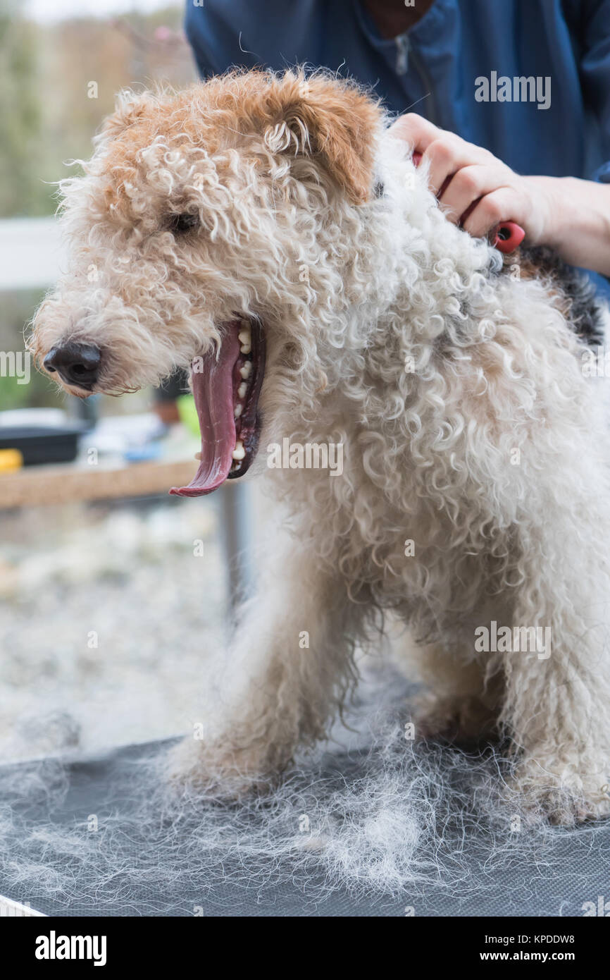 Fox Terrier with open mouth while trimming Stock Photo - Alamy