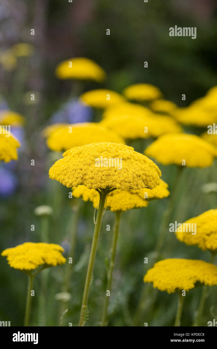Gold coloured flower hi-res stock photography and images - Alamy