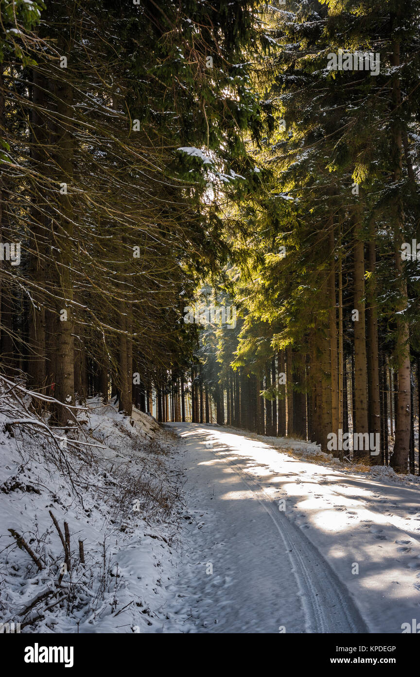 Sow covered road through the forest, lit by the sunlight Stock Photo ...