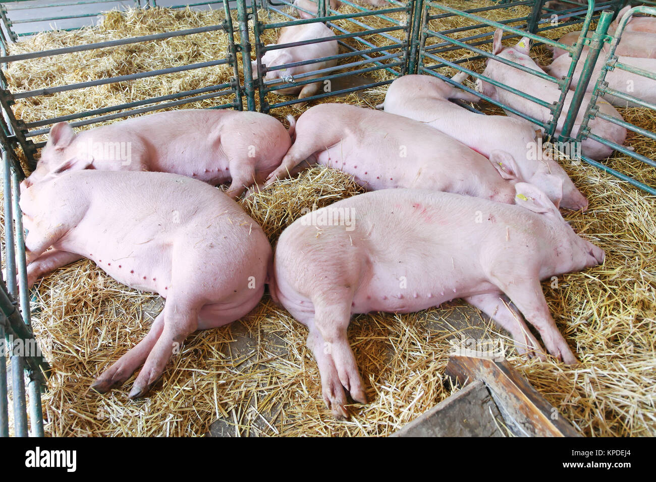 Dead pigs hi-res stock photography and images - Alamy