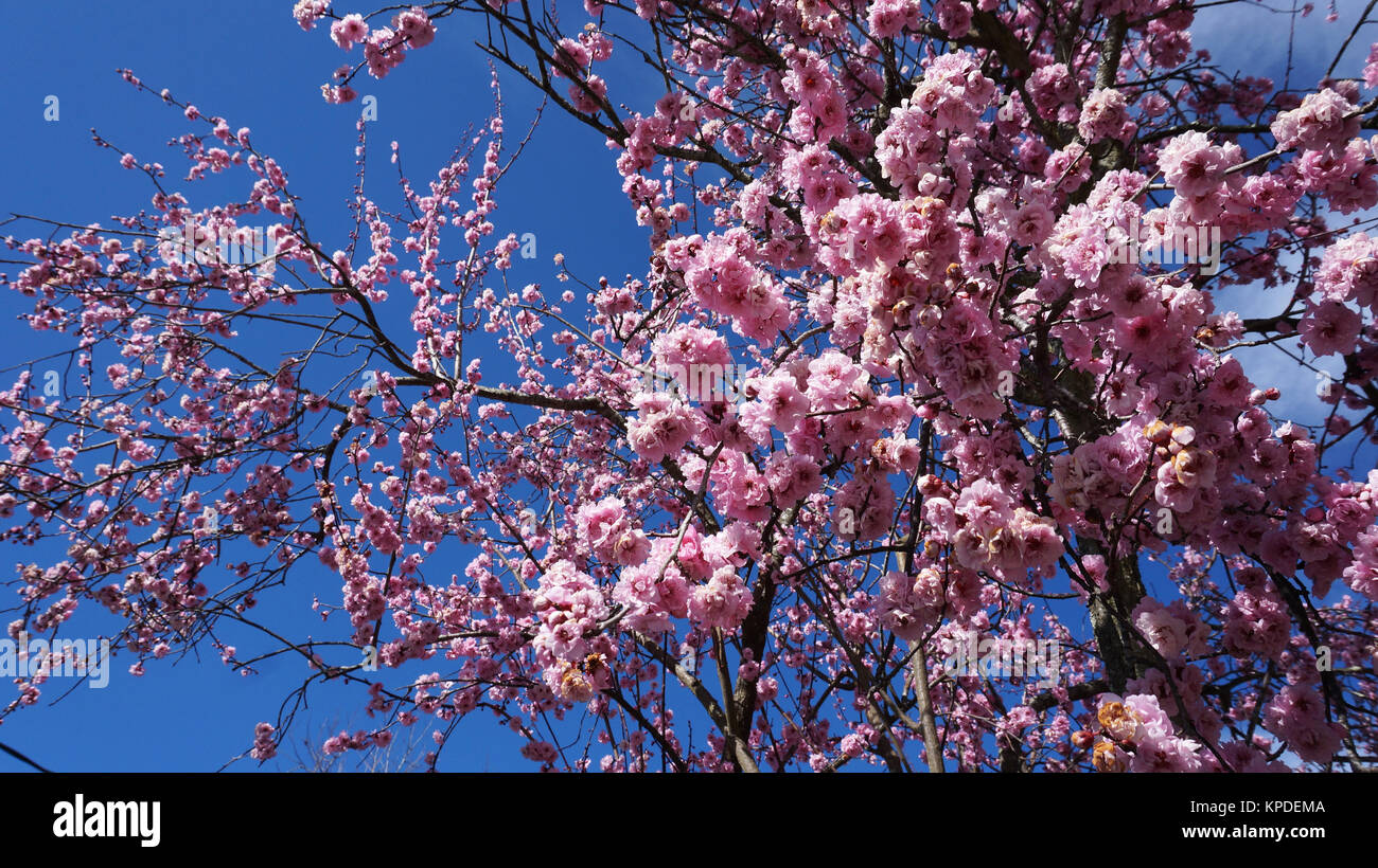Cherry Blossoms in Australia Stock Photo - Alamy